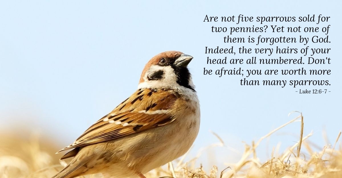 Luke 12 6 7 Verse Of The Day For 08 09 1998 luke-12-6-7-verse-of-the-day-for-08-09-1998