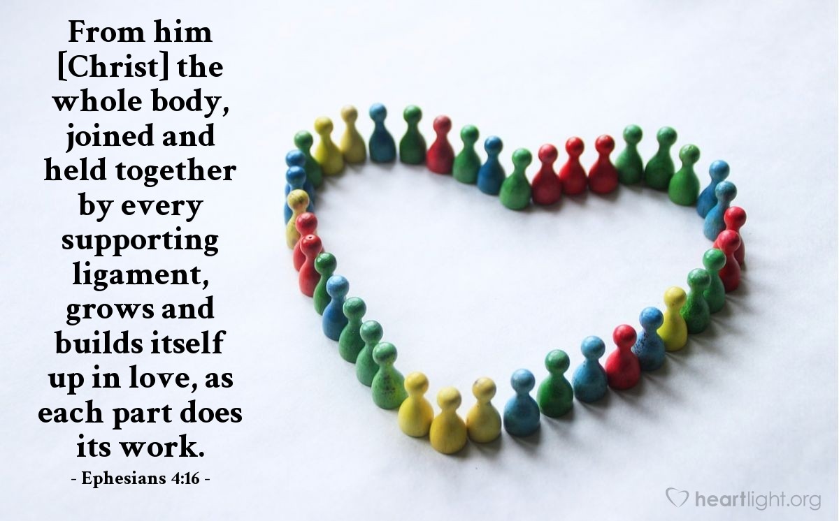 Ephesians 4 16 Illustrated From Him Christ The Whole Body