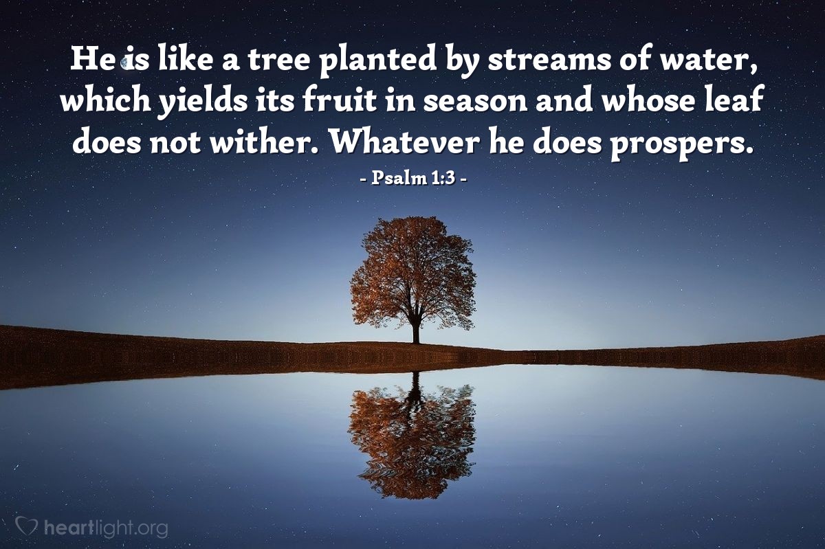 John 15 5 Illustrated I Am The Vine You Are The Branches